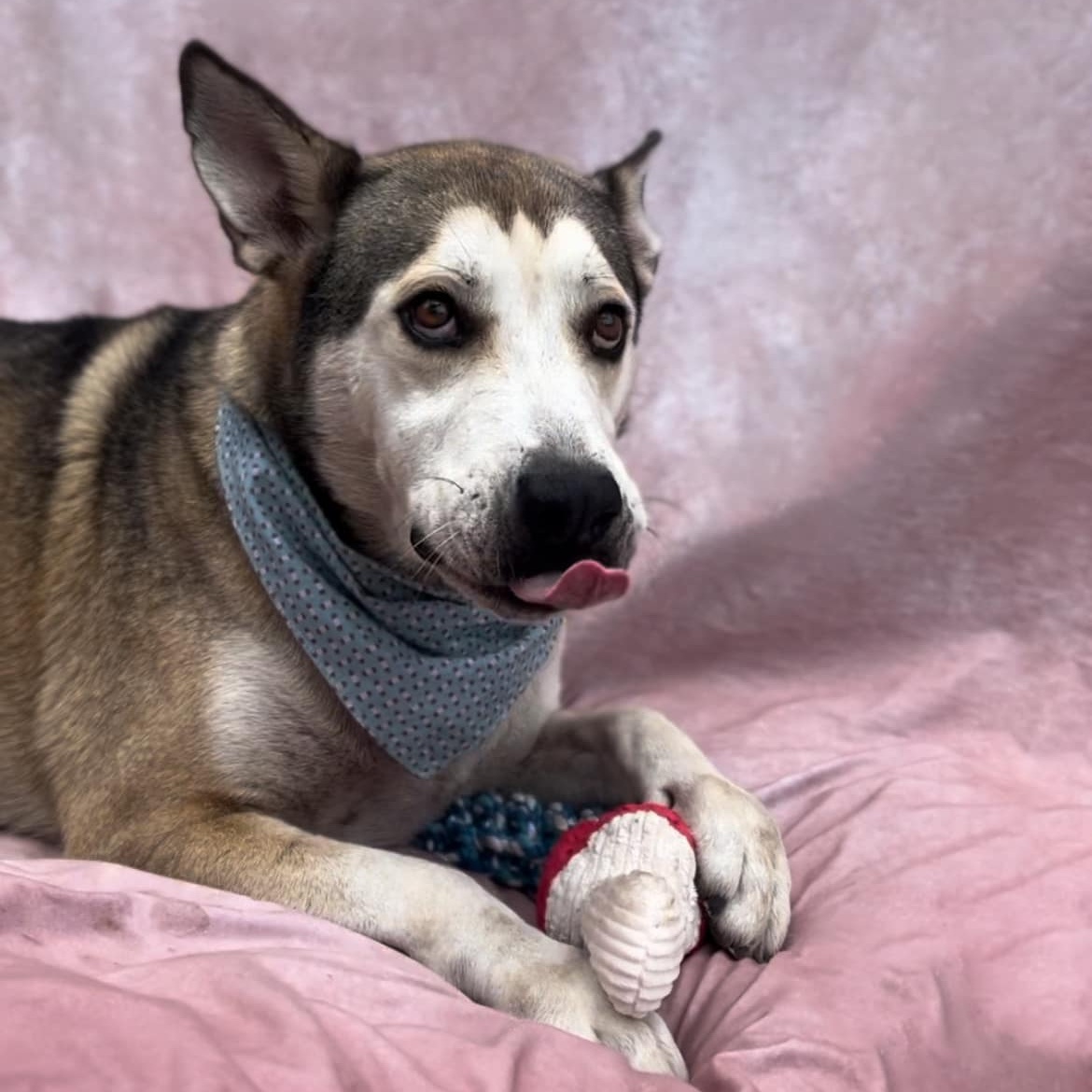 Dog for adoption - Louis, a Husky & Carolina Dog Mix in Orem, UT ...