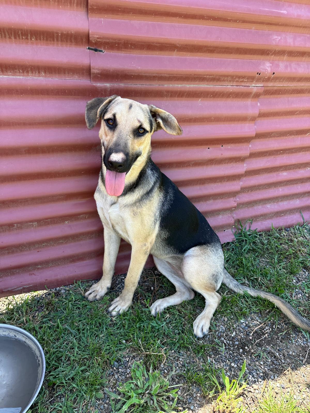 Dog for adoption - Alice, a Mixed Breed in San Jose, CA | Petfinder