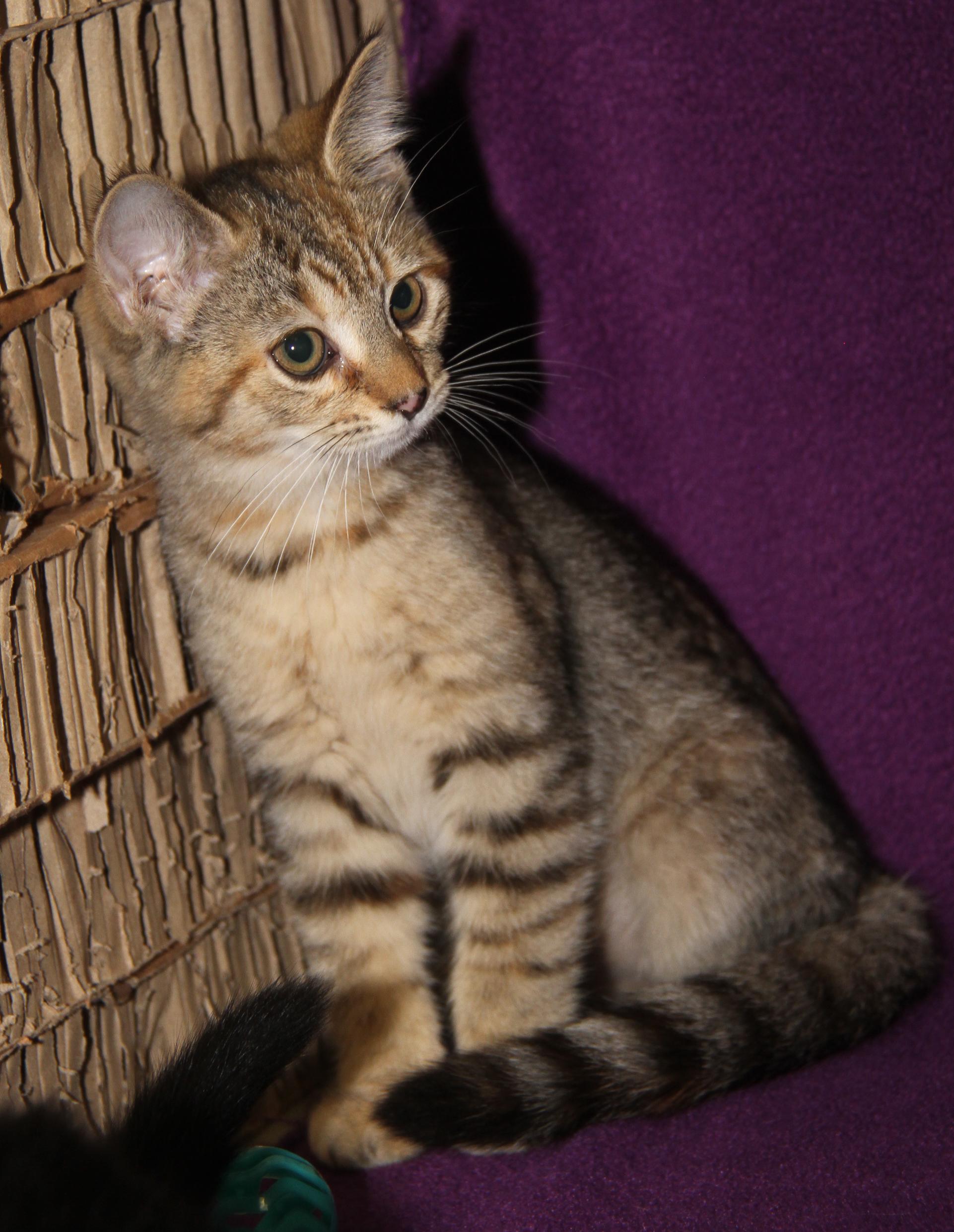 Cat for adoption - Opila (Spayed) (Bonded Pair w/Truffletoot), a Torbie ...