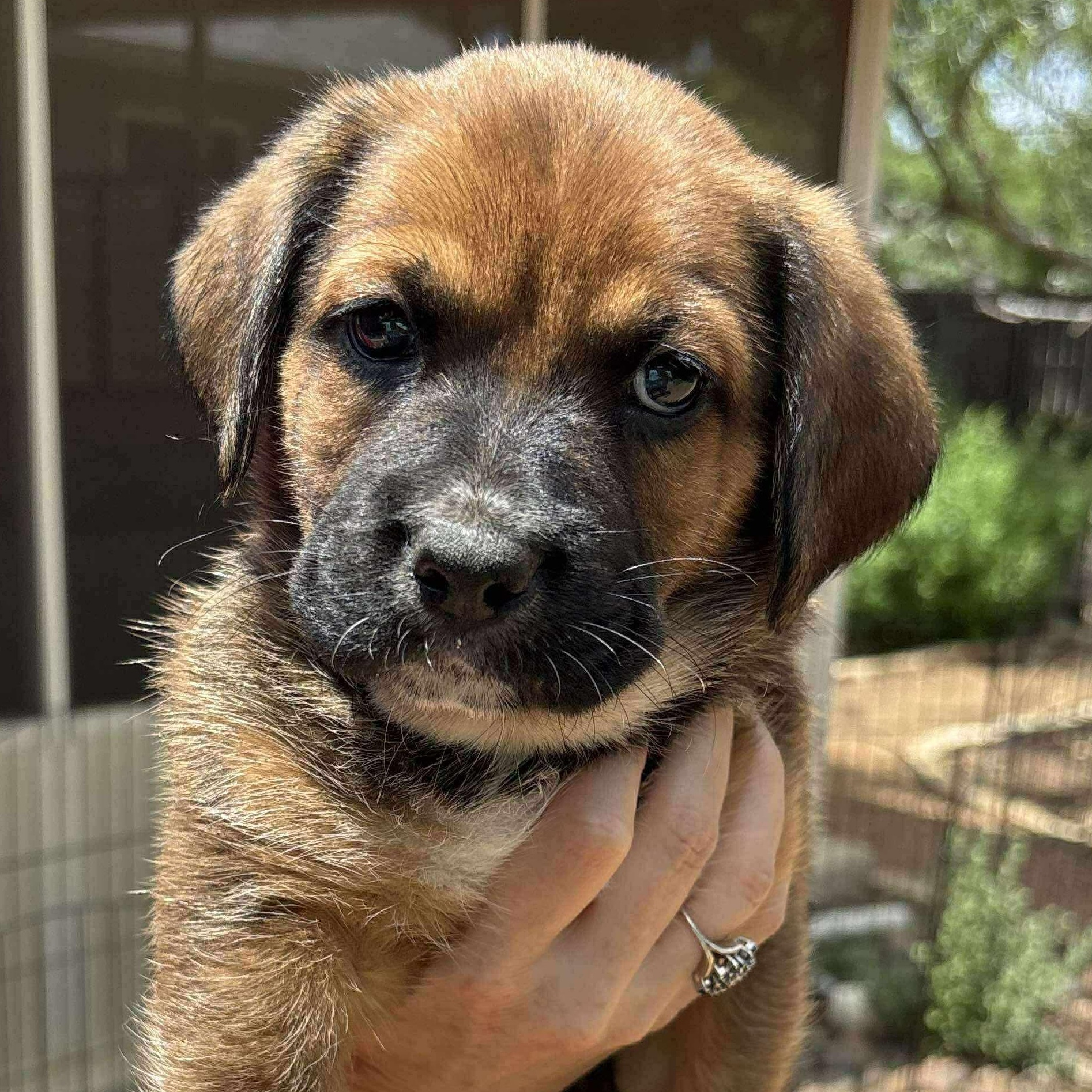 Dog for adoption - Pony, a Spaniel Mix in Martinsburg, WV | Petfinder