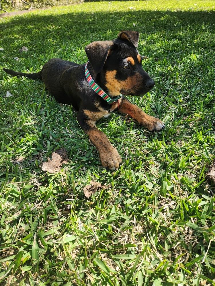 25-117 Gnocchi - Adoptable Pet | Petfinder | Petfinder