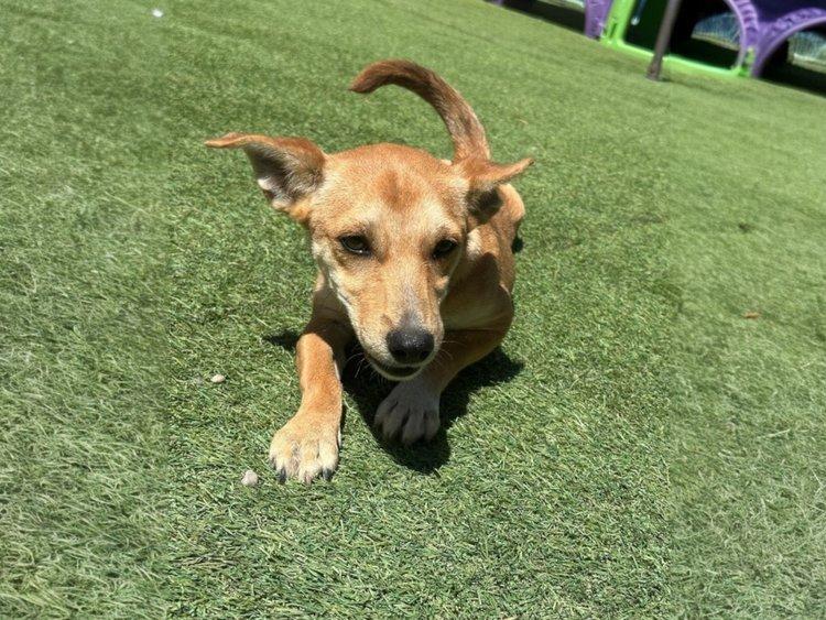Dog for adoption - Pam Pam, a Chihuahua Mix in Sacramento, CA | Petfinder
