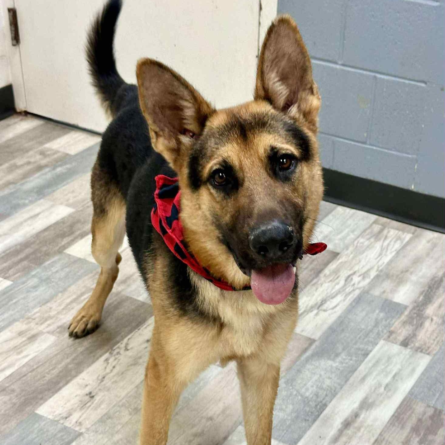 Dog for adoption - REDLAND GS, a German Shepherd Dog in Fort Lupton, CO ...