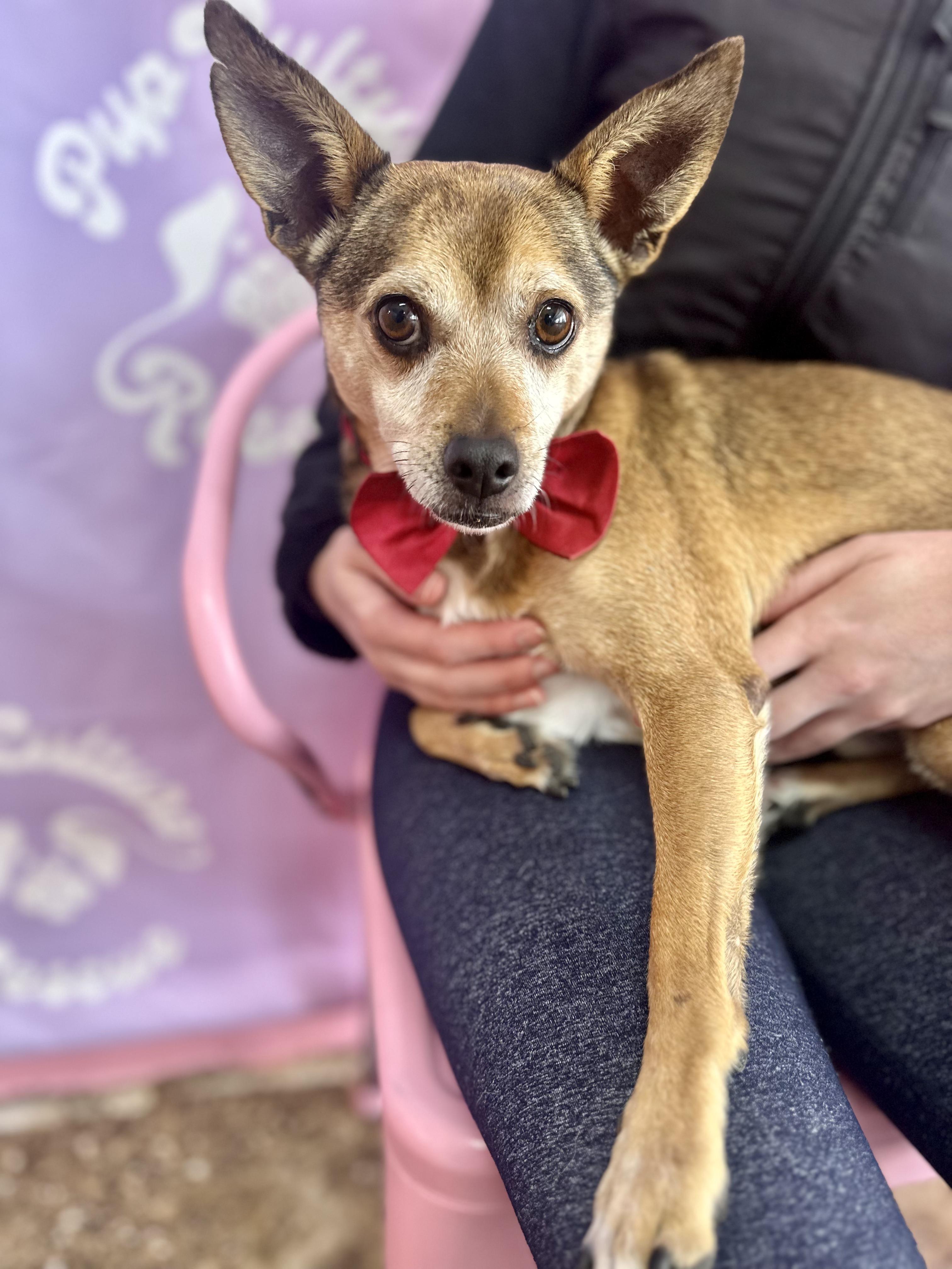 Dog for adoption - Chip, a Chihuahua Mix in Pasadena, CA | Petfinder