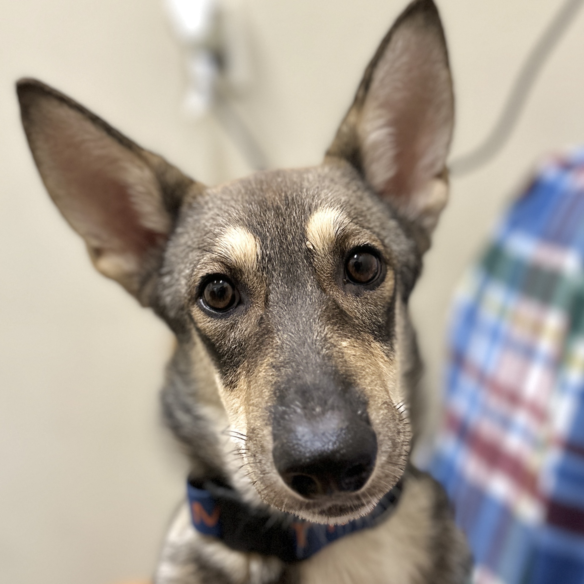 Dog for adoption - Jello, a German Shepherd Dog & Blue Lacy Mix in ...