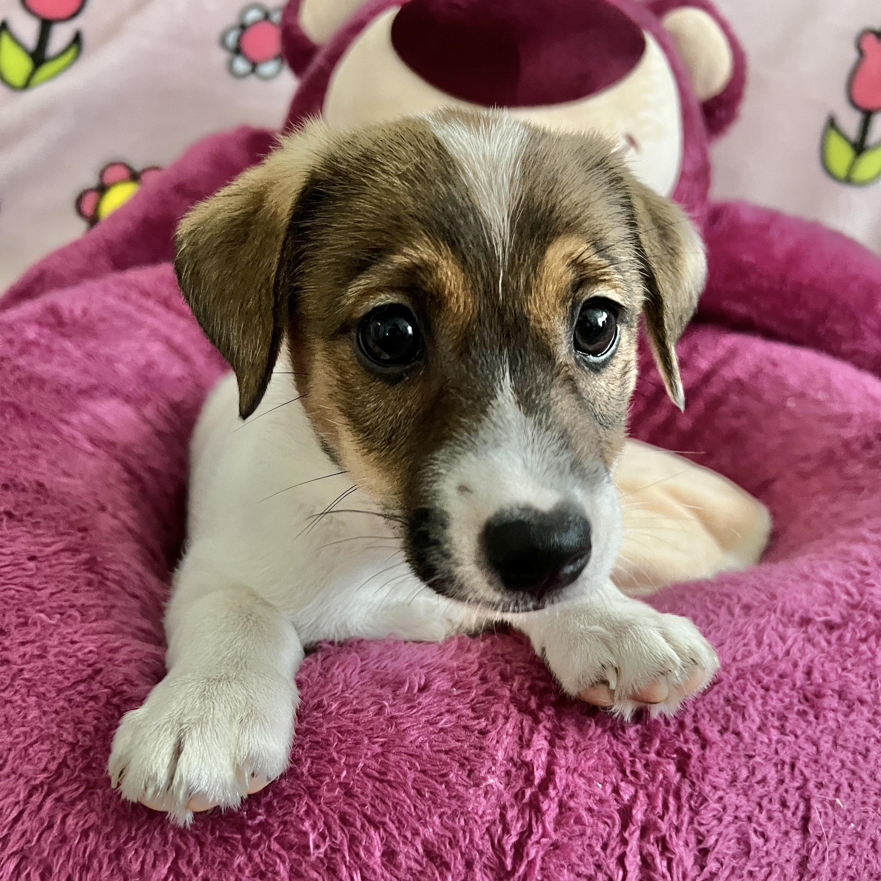 Dog for adoption - Gary, a Jack Russell Terrier in Wrightstown, NJ | Petfinder