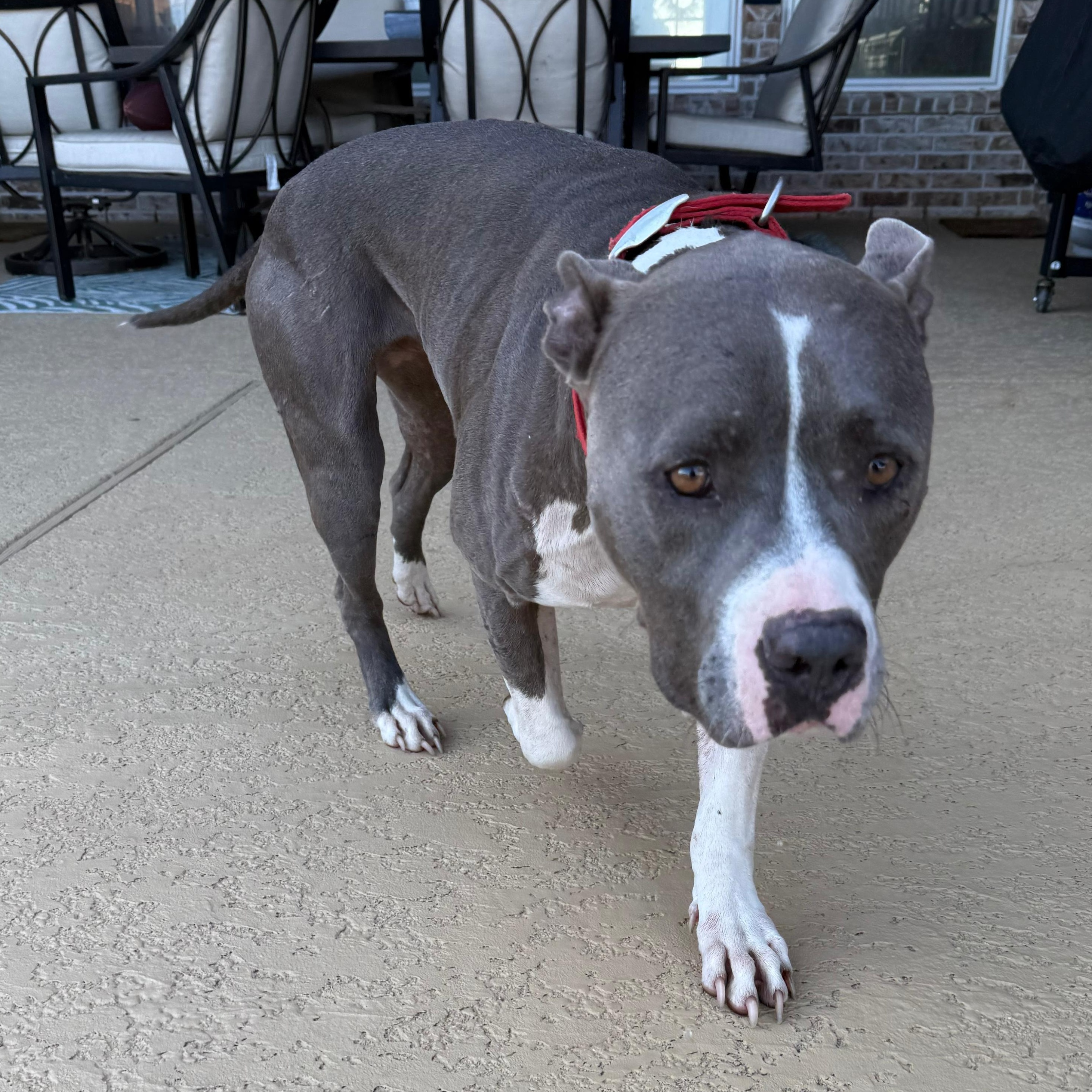 Dog for adoption - Hailo, an American Staffordshire Terrier Mix in ...