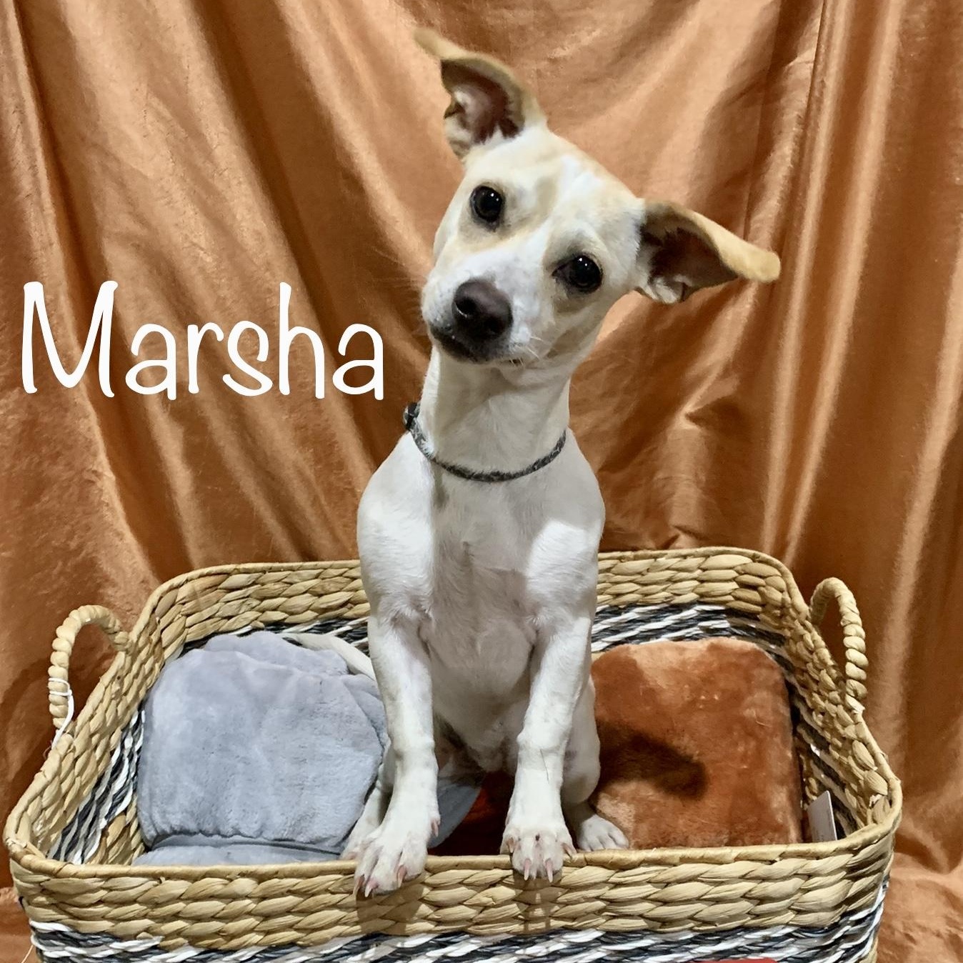 Dog for adoption - Marsha * OK, a Chihuahua & Fox Terrier Mix in Albert ...