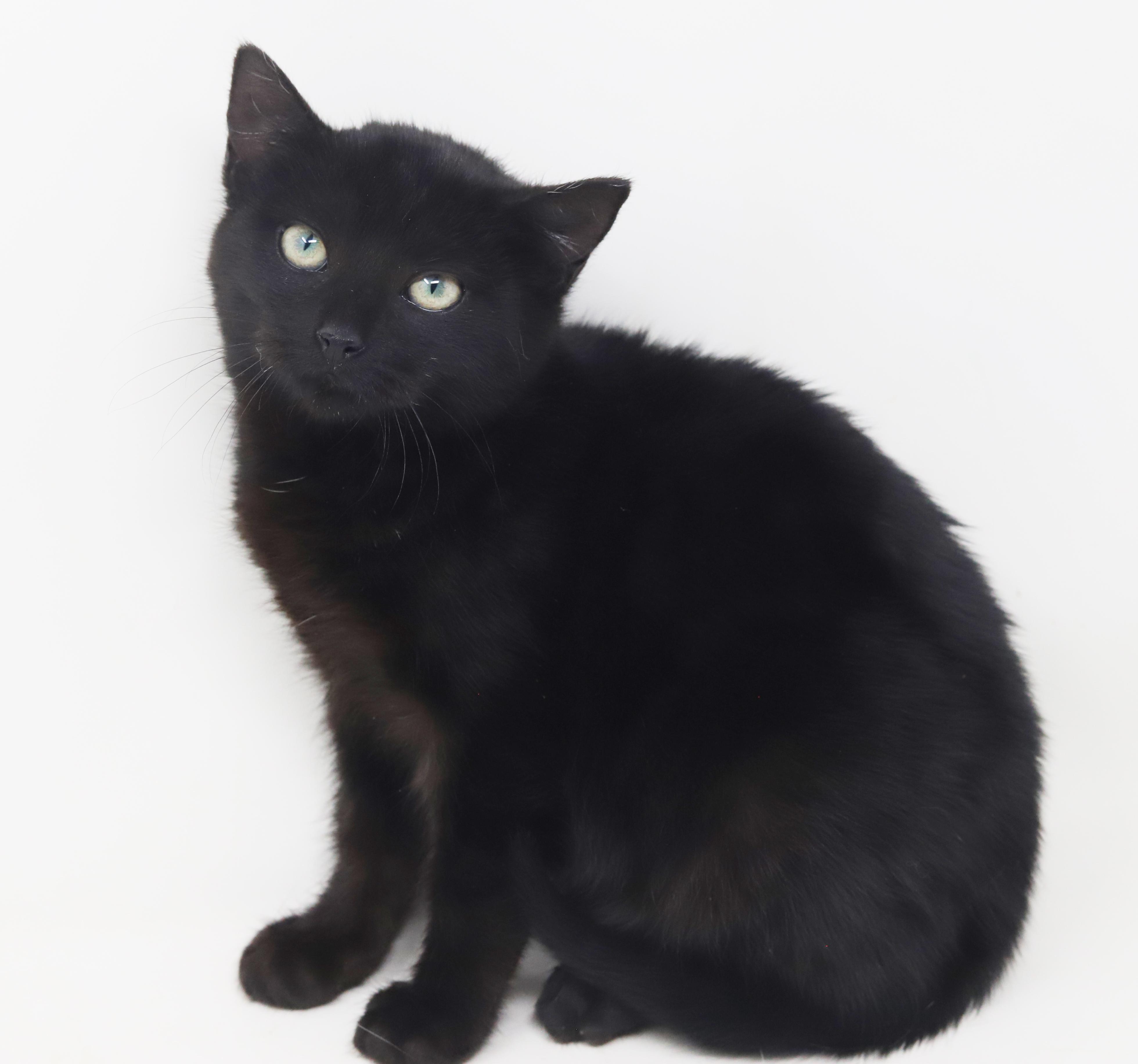 Clarence is a delight! Tiny adorableness in a fuzzy package! Loves his ...