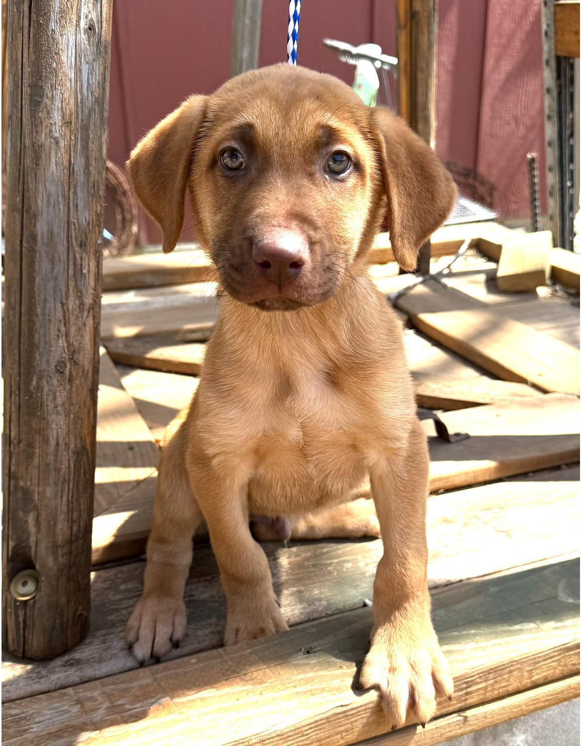 Dog for adoption - Dallas, a Labrador Retriever & Miniature Pinscher ...
