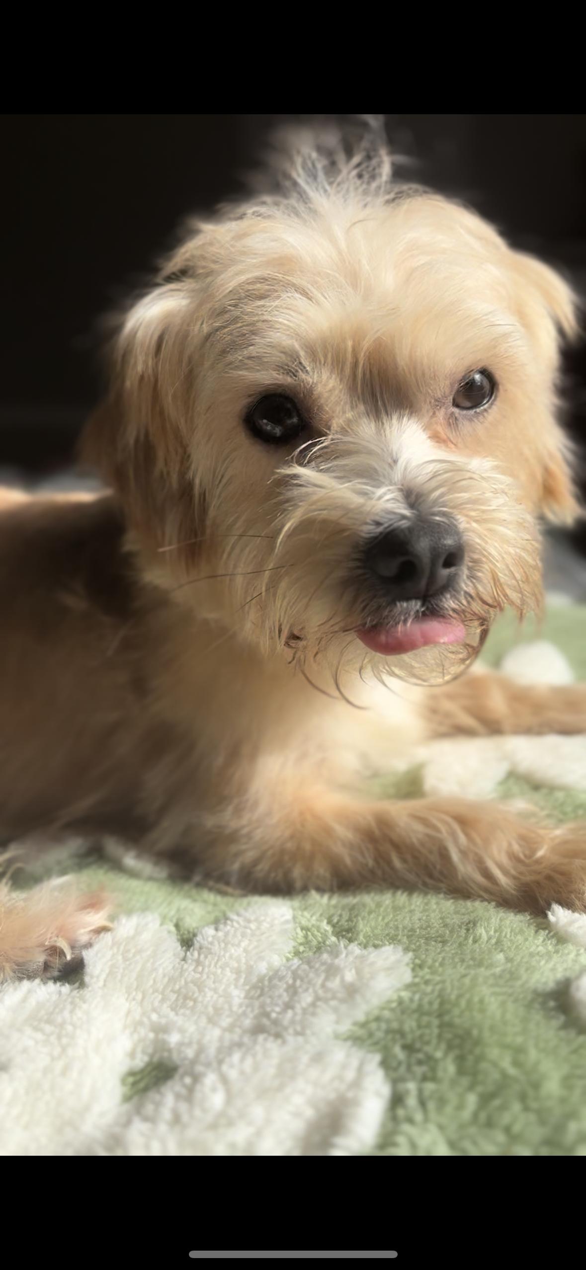 Dog for adoption - Ollie Pop, a Norfolk Terrier Mix in Bensalem, PA ...