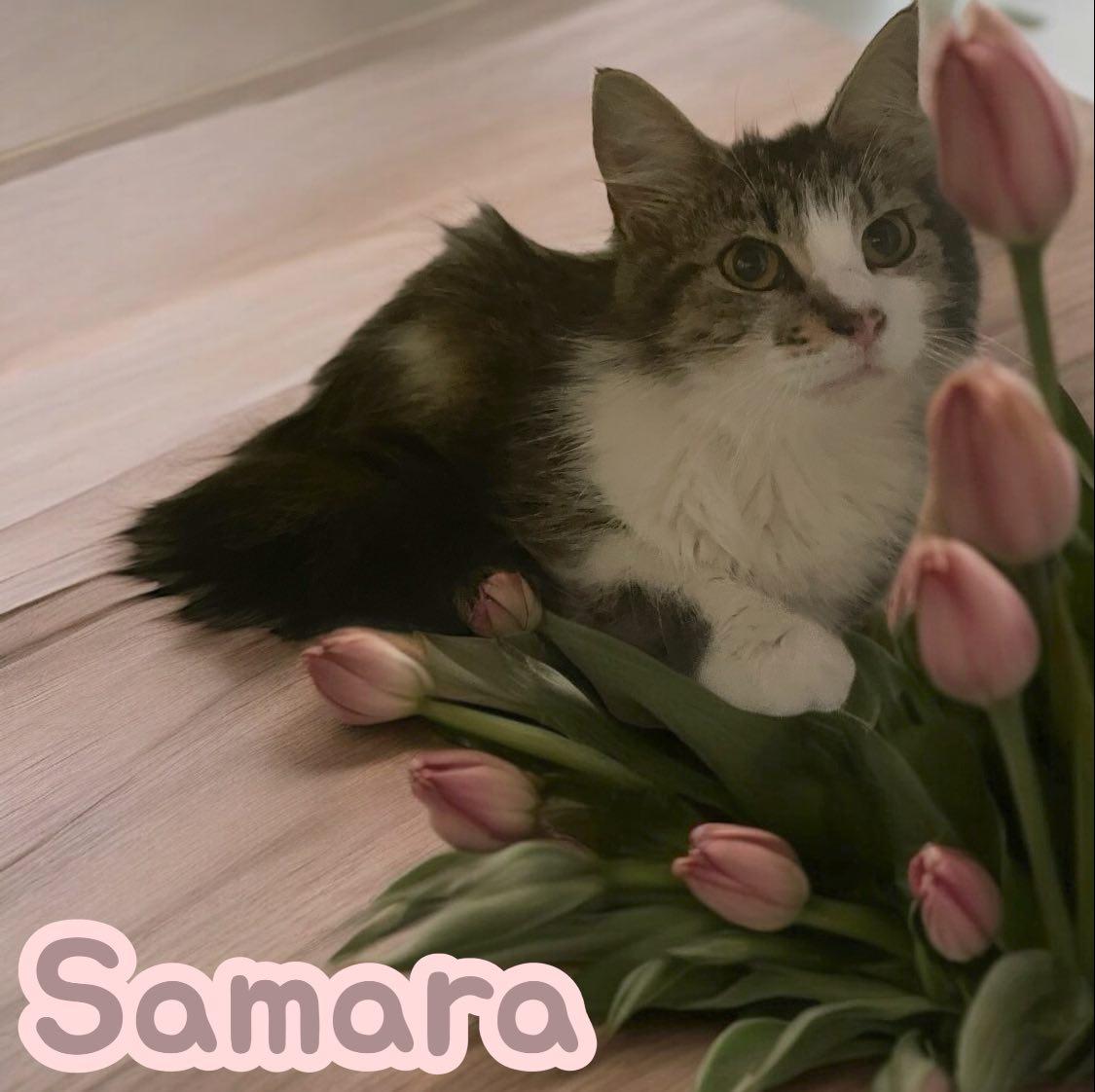 Cat for adoption - Samara, a Domestic Medium Hair in Milford, CT | Petfinder