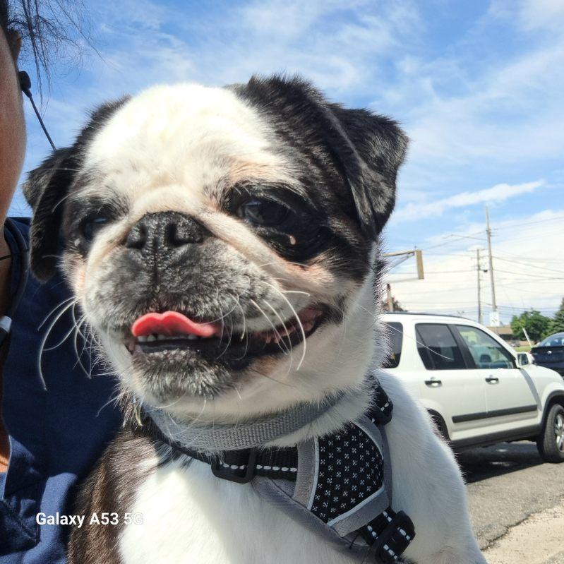Dog for adoption - Bandit, a Pug in Parma, OH | Petfinder