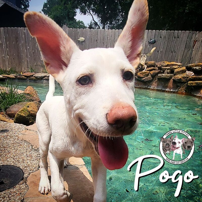 Dog for adoption - Pogo New Caney, a Mixed Breed in Provo, UT | Petfinder