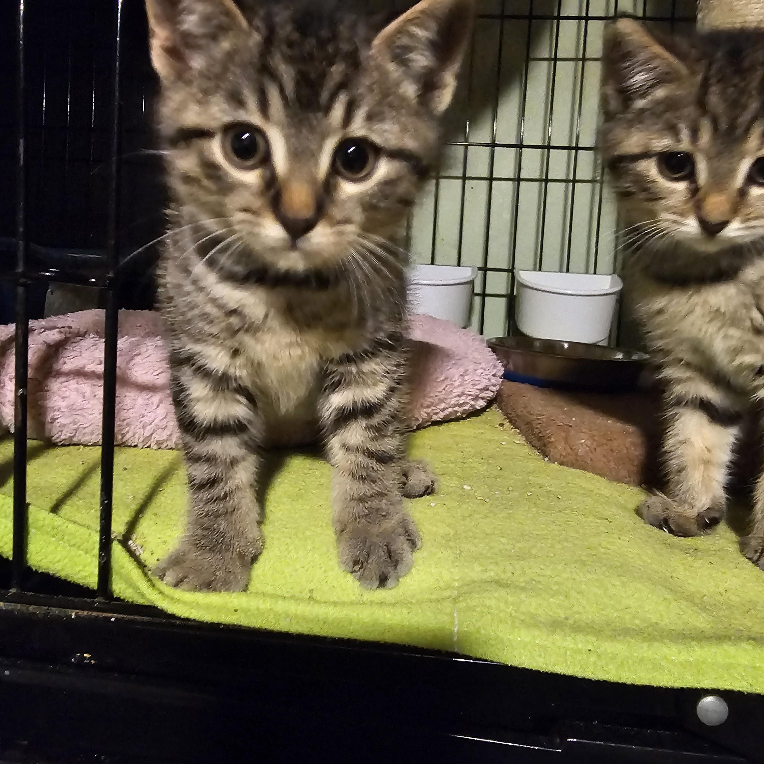 Cat for adoption - Nutsy and Trigger, a Tiger & Domestic Short Hair Mix ...