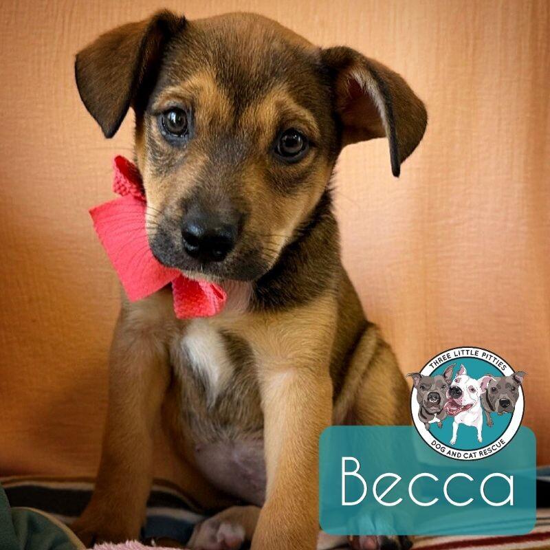 Dog for adoption - Becca Snugglecakes, a Pit Bull Terrier & Labrador ...