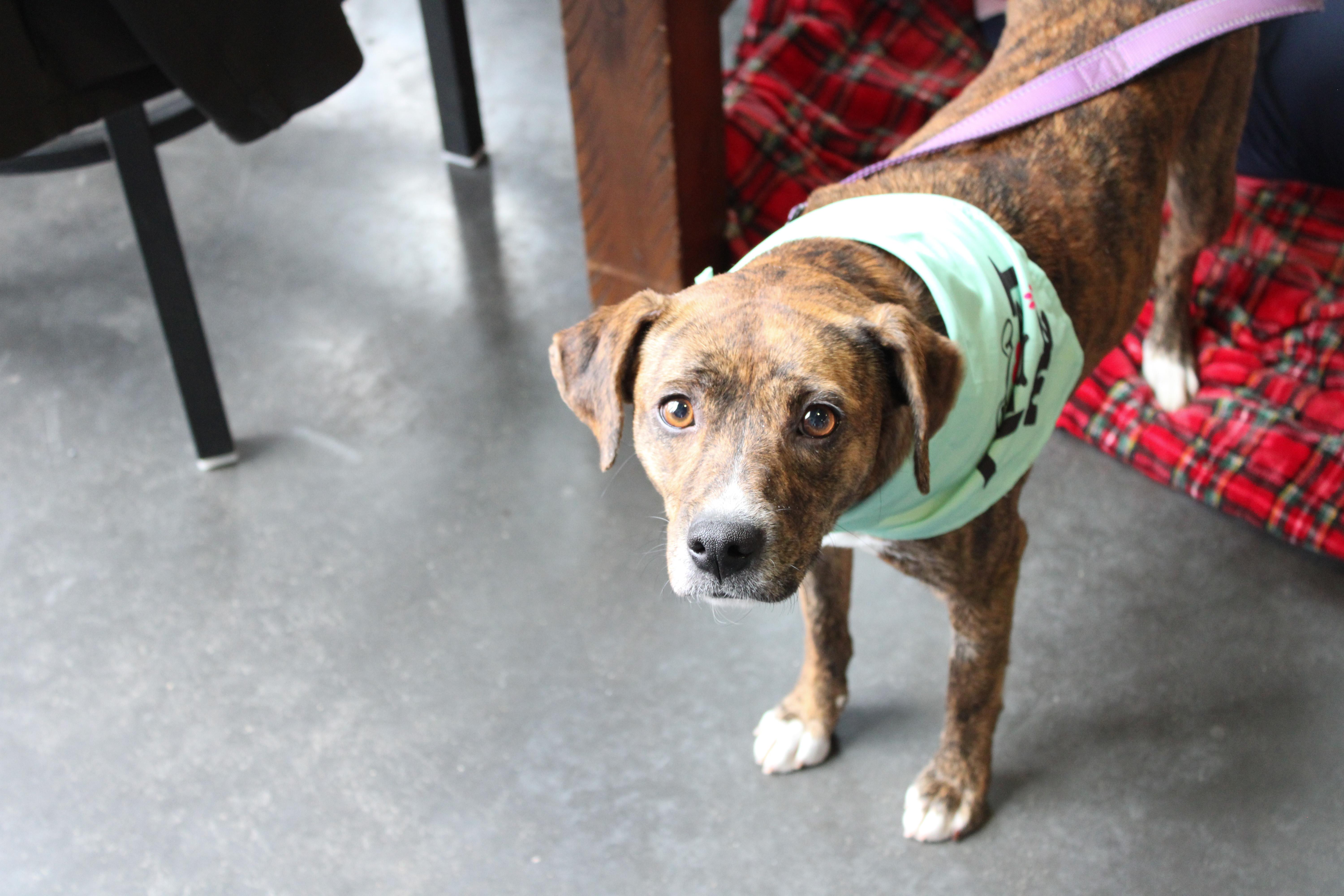 Andi - Adoptable Pet | Petfinder | Petfinder
