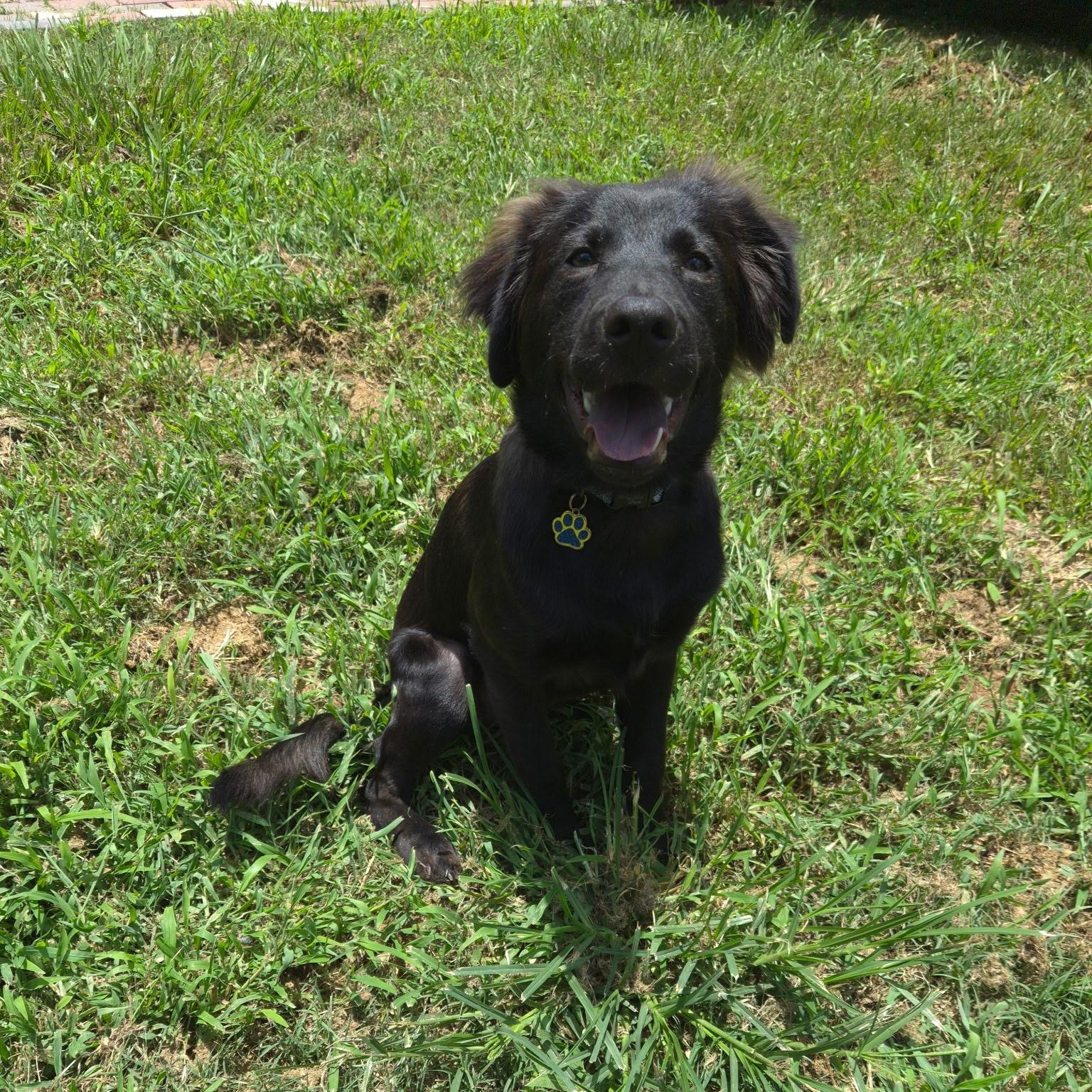 Dog for adoption - Kelpie, a Belgian Shepherd / Malinois Mix in Alden ...