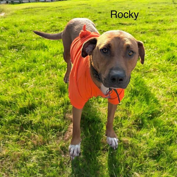 Dog for adoption - Rocky, a Labrador Retriever Mix in Salem, NH | Petfinder