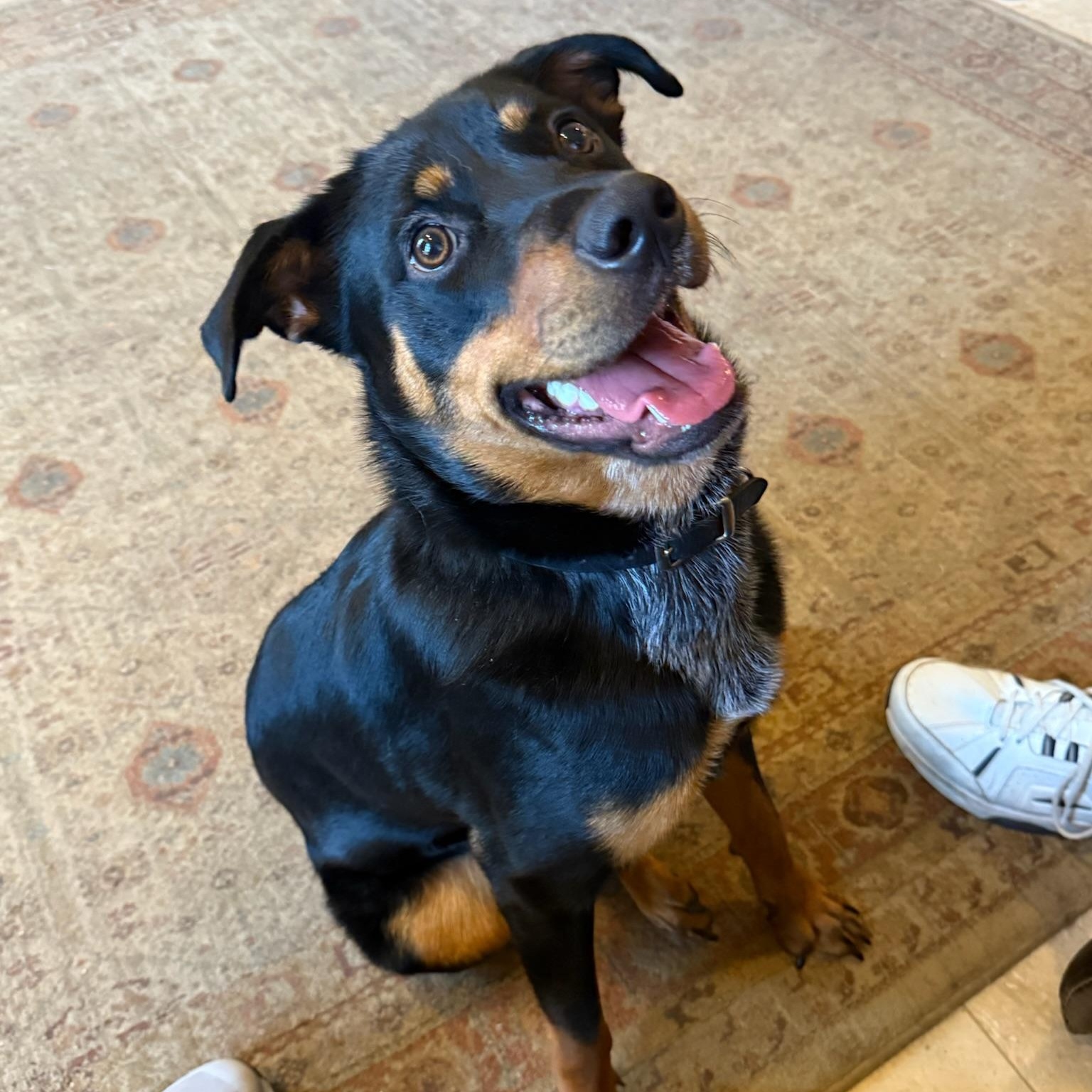 Dog for adoption - Shadow, a Rottweiler Mix in Fayetteville, NC | Petfinder