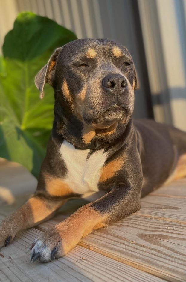 Dog for adoption - BONNIE, a Cattle Dog & American Bulldog Mix in ...