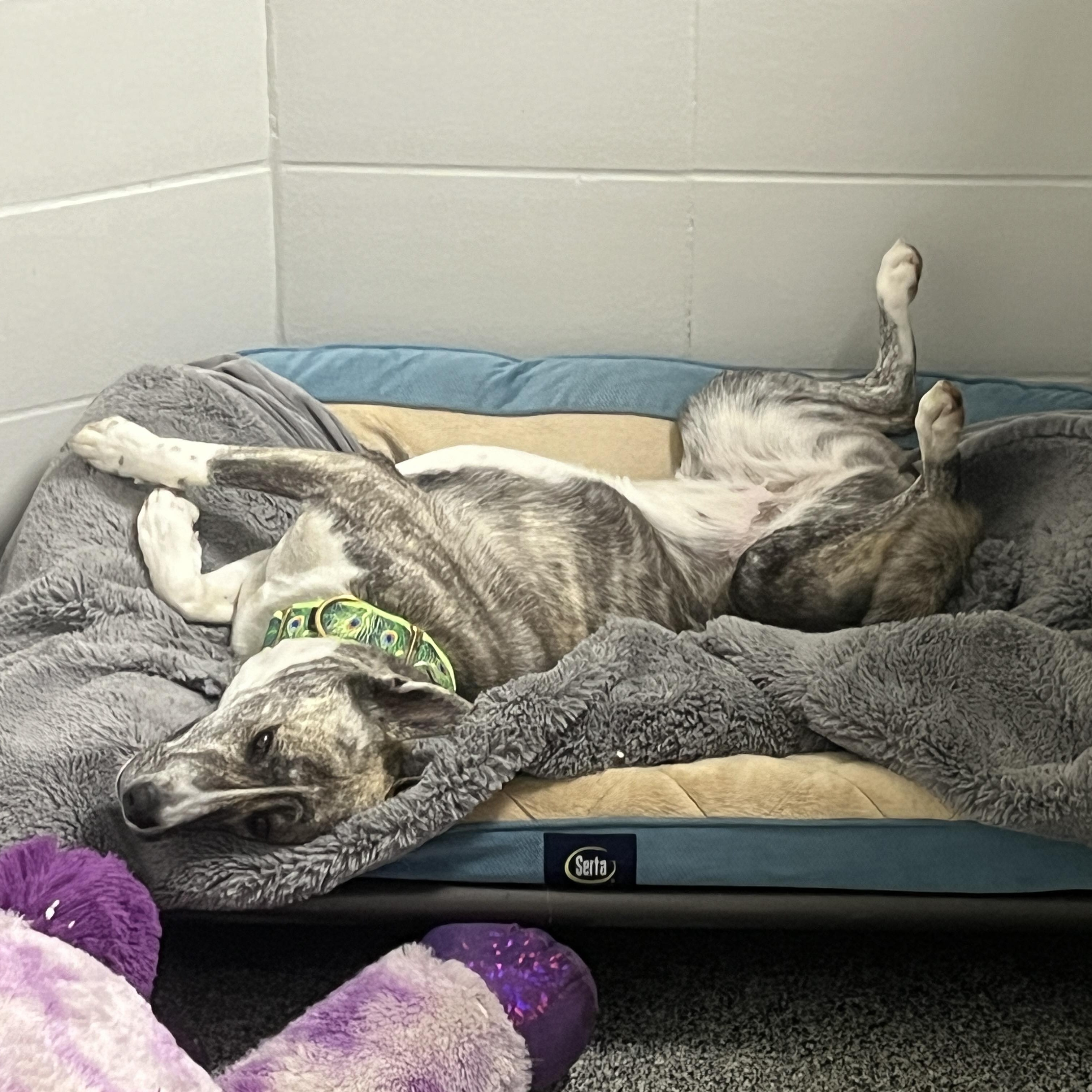 Dog for adoption - Isabella, an Australian Cattle Dog / Blue Heeler Mix ...