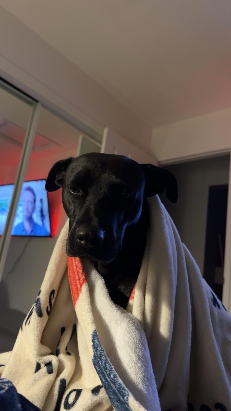 Dog for adoption - Nico, a Mixed Breed in Oshawa, ON | Petfinder