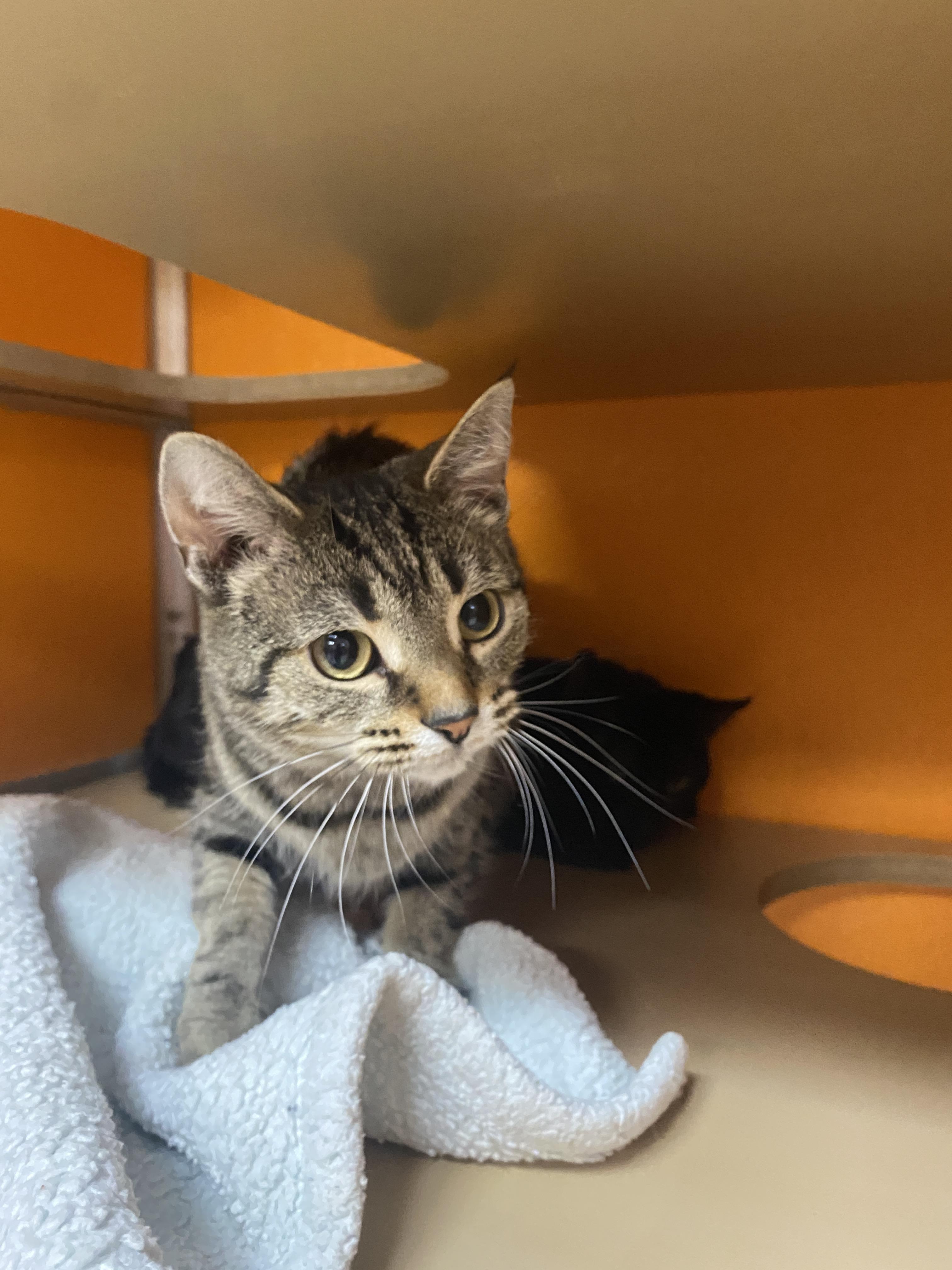 Cat for adoption - Doorstep, a Domestic Short Hair in Elyria, OH ...