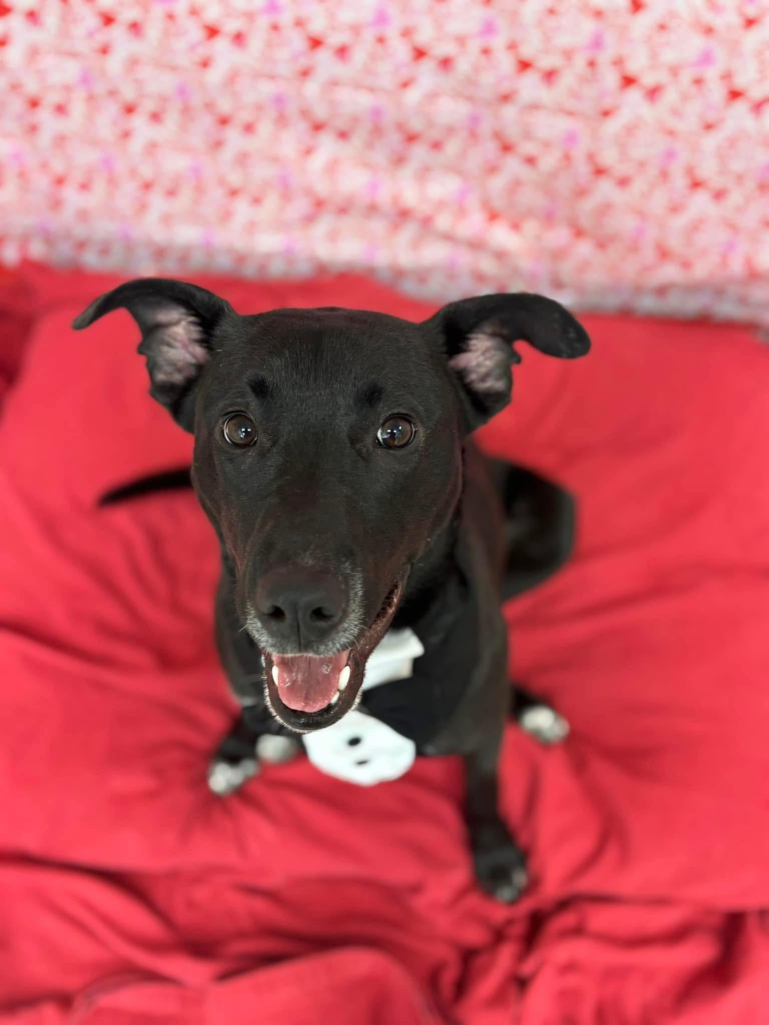 Dog for adoption - Louie, a Terrier Mix in Jamesville, NY | Petfinder