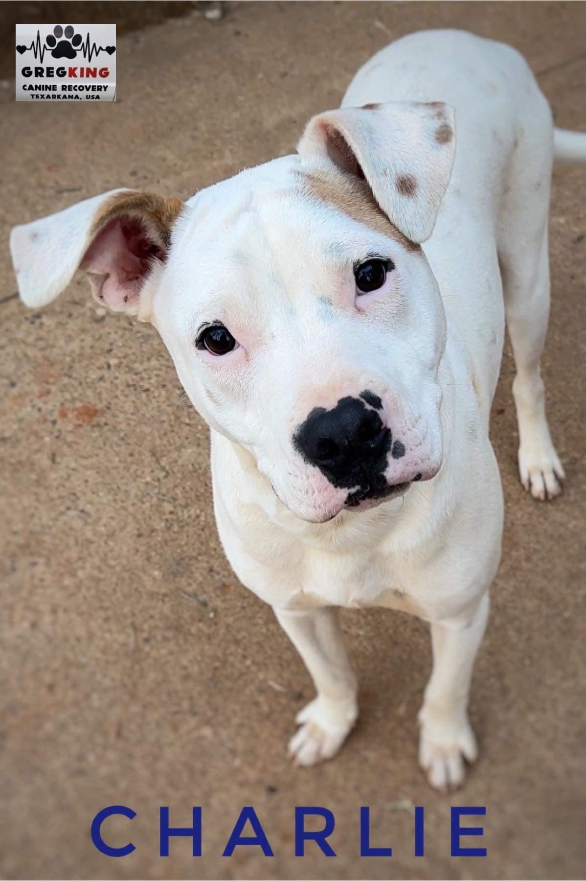 Dog for adoption - Charlie, a Bull Terrier in Arnold, MO | Petfinder