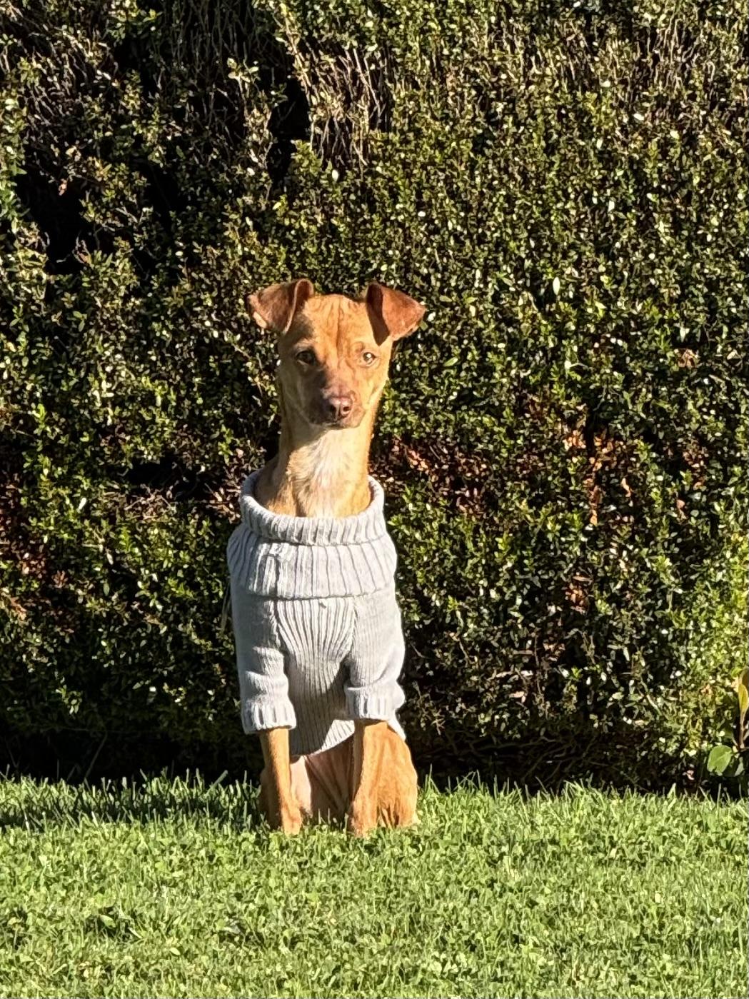 Dog for adoption - calliope, a Rat Terrier & Chihuahua Mix in modesto ...