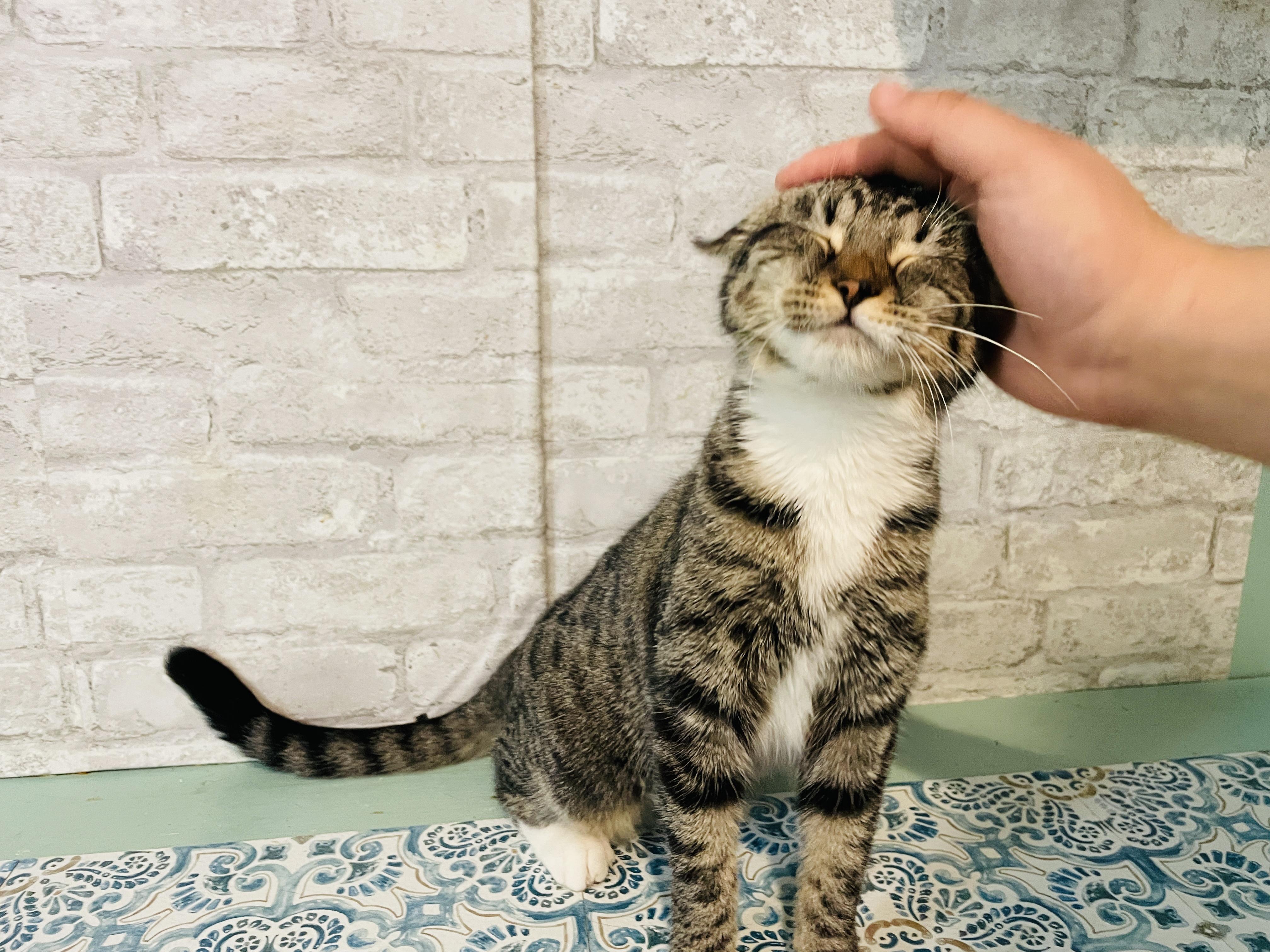 Cat for adoption - Tooney, a Domestic Short Hair in Keene, NH | Petfinder