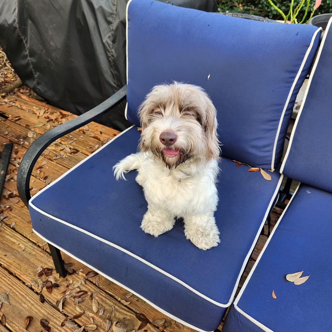 Dog for adoption - Oreo, a Cockapoo in Maitland, FL | Petfinder