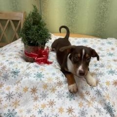 Dog for adoption - Dash, a Labrador Retriever Mix in Knoxville , TN ...