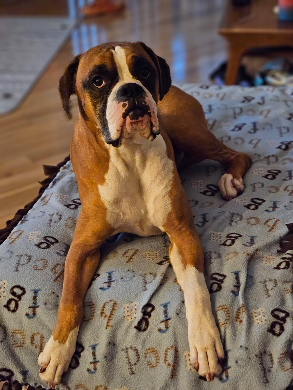 Dog for adoption - MACK, a Boxer in Las Vegas, NV | Petfinder