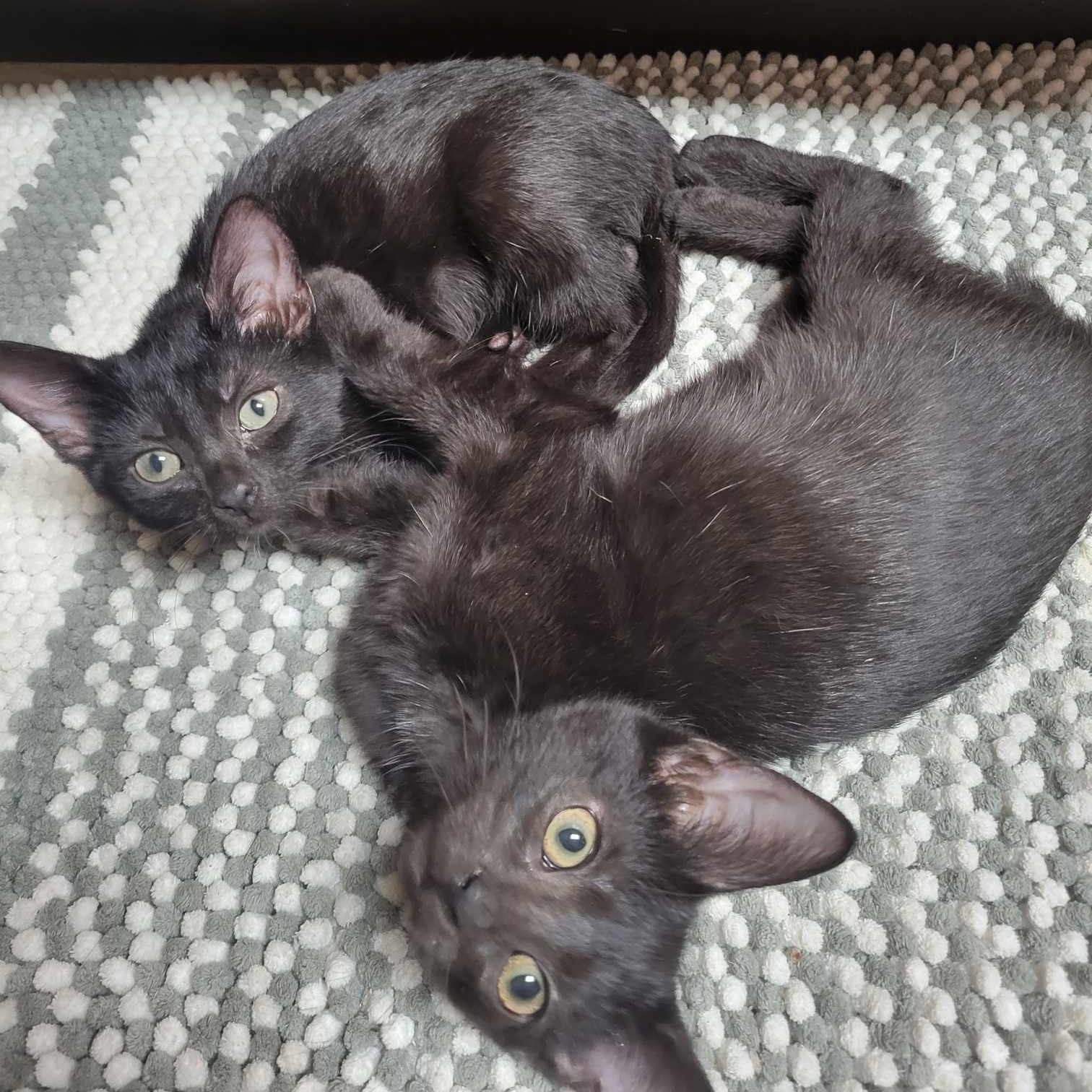 Cat for adoption - Orchard (in foster care), a Domestic Short Hair Mix ...