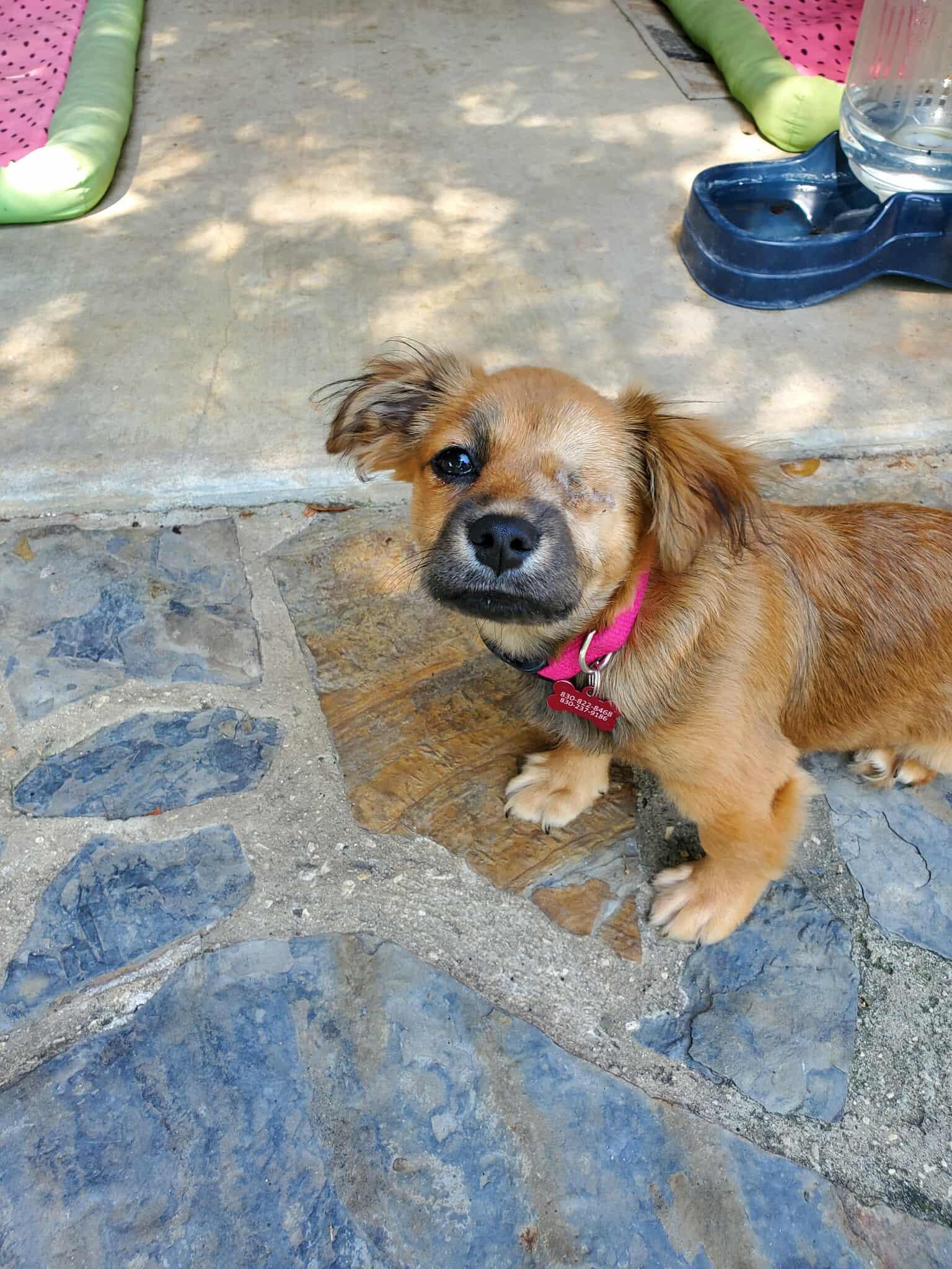 Dog for adoption - Puppy Daisy, a Pekingese in Bethlehem, PA | Petfinder