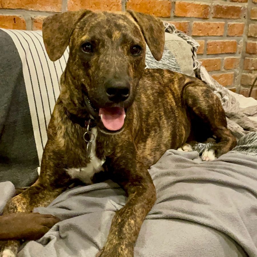 Dog for adoption - Fusilli, a Mixed Breed in San Jose, CA | Petfinder