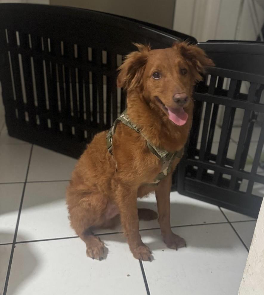 Dog for adoption - PLUTO, a Goldendoodle in Miami, FL | Petfinder