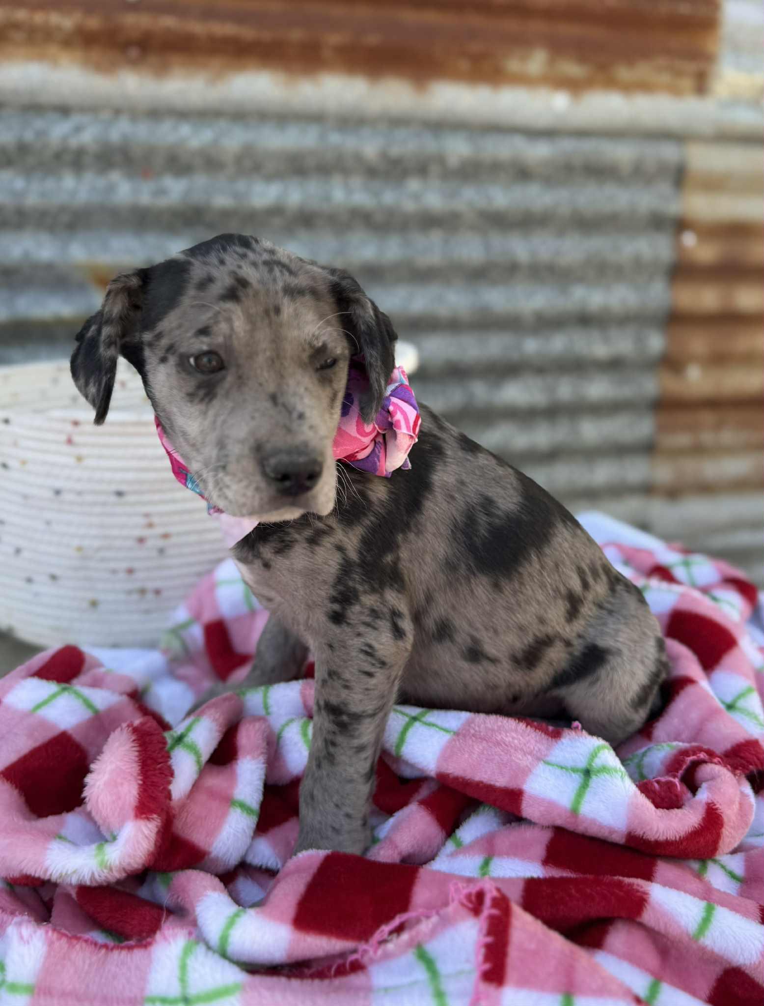 Dog for adoption - Bitsy, a Great Dane & Chocolate Labrador Retriever Mix in Brattleboro , VT ...