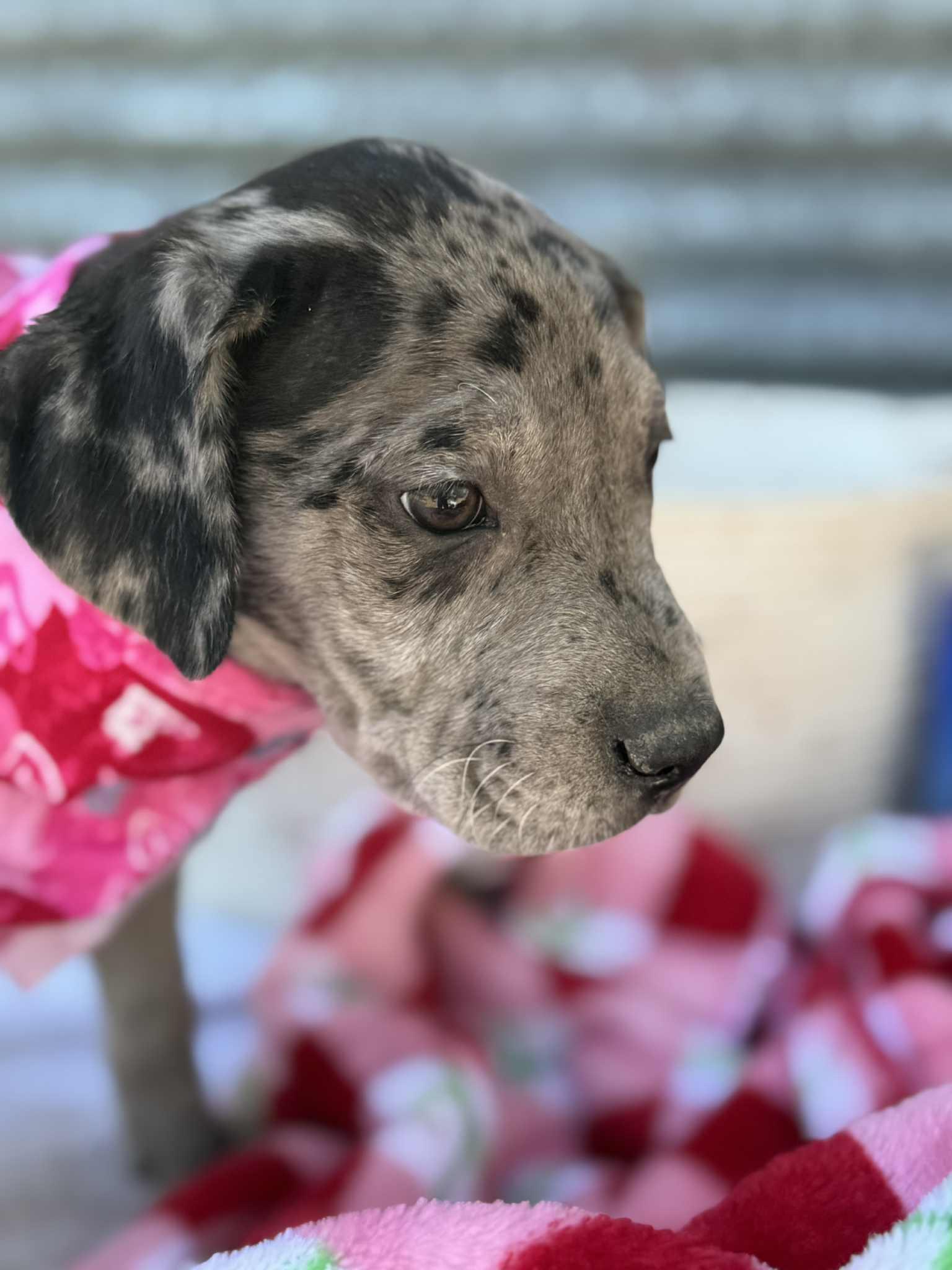 Dog for adoption - Bitsy, a Great Dane & Chocolate Labrador Retriever Mix in Brattleboro , VT ...