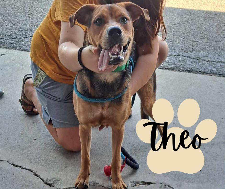 Dog for adoption - Theo, a Labrador Retriever & Shepherd Mix in Marion ...