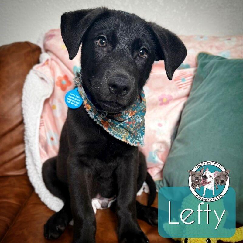 Dog for adoption - Lefty Duffy, a German Shepherd Dog & Labrador ...