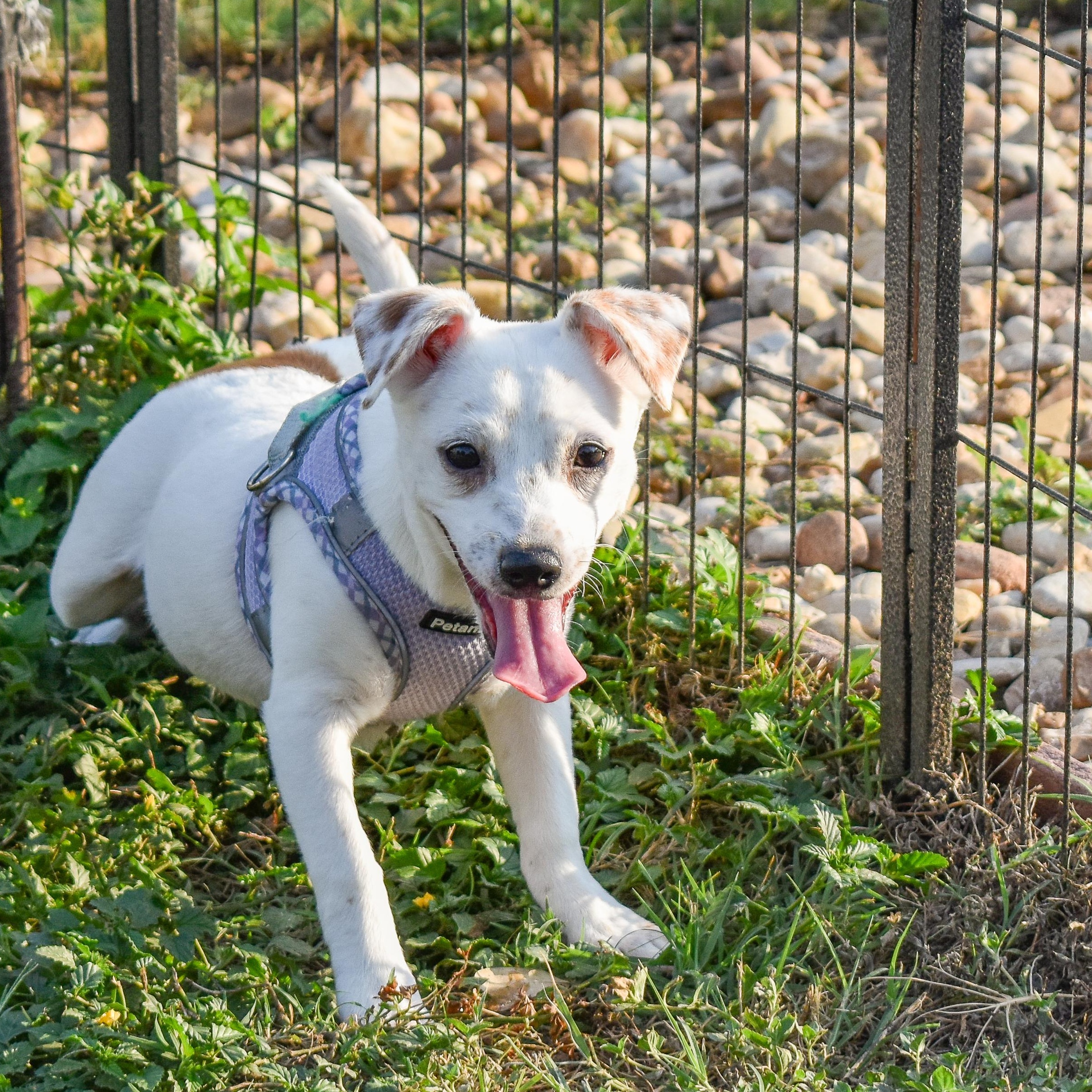 Dog for adoption - Ghost, a Jack Russell Terrier & Chihuahua Mix in ...