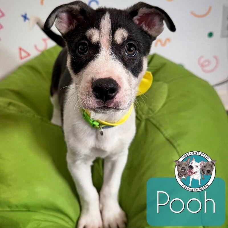 Dog for adoption - Pooh Laporte, a Pit Bull Terrier & Labrador ...