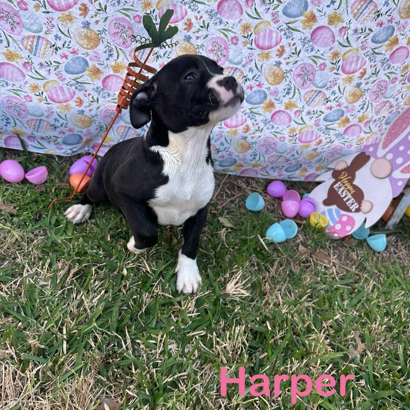 Dog for adoption - Harper, a Staffordshire Bull Terrier Mix in rocky ...