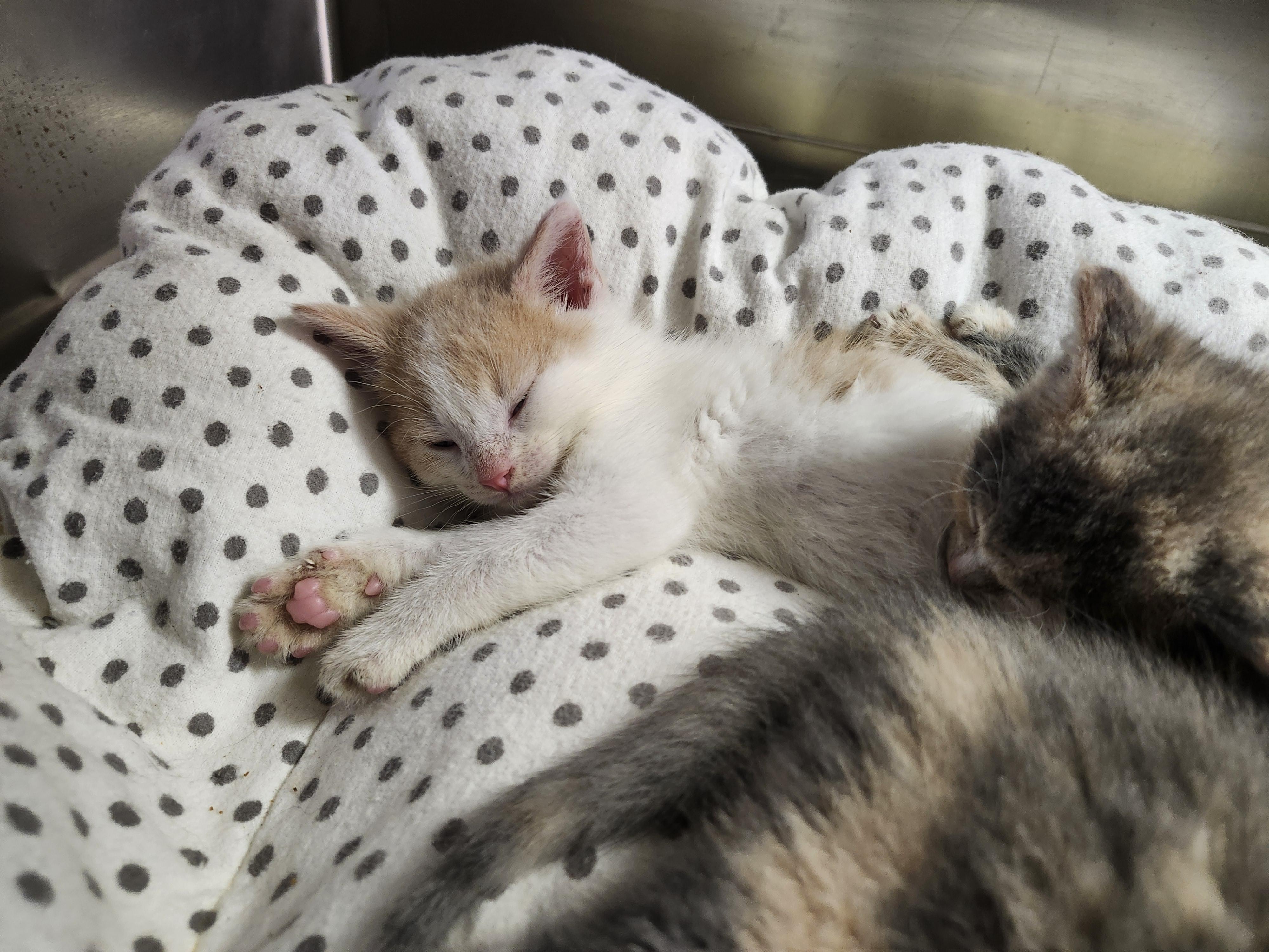 Cat for adoption - Zade, a Domestic Short Hair in Reynoldsburg, OH ...