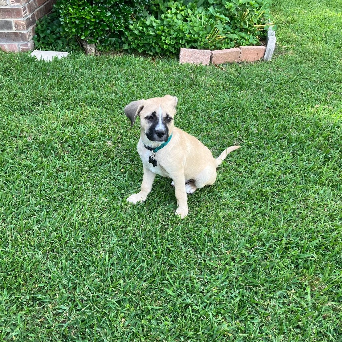 Dog for adoption - blaze, a Terrier Mix in Niles, MI | Petfinder