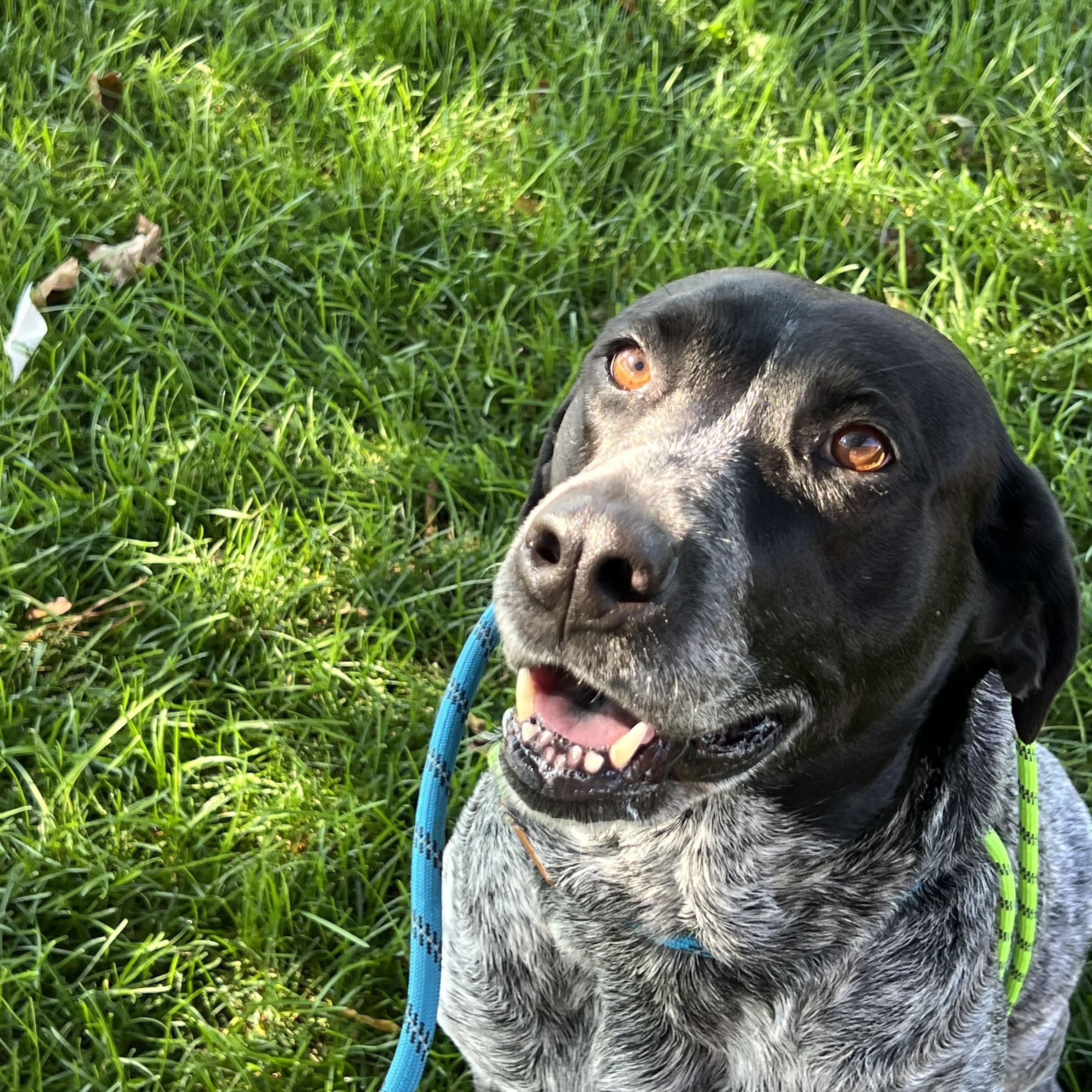 Dog for adoption - Darby, a Pointer & Coonhound Mix in Mokena, IL ...