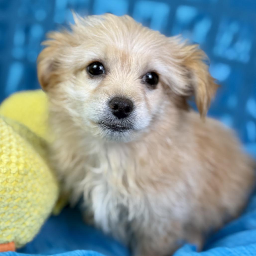 Shortbread: The Little Teddy Bear With a Heart of Gold. - Adoptable Pet ...